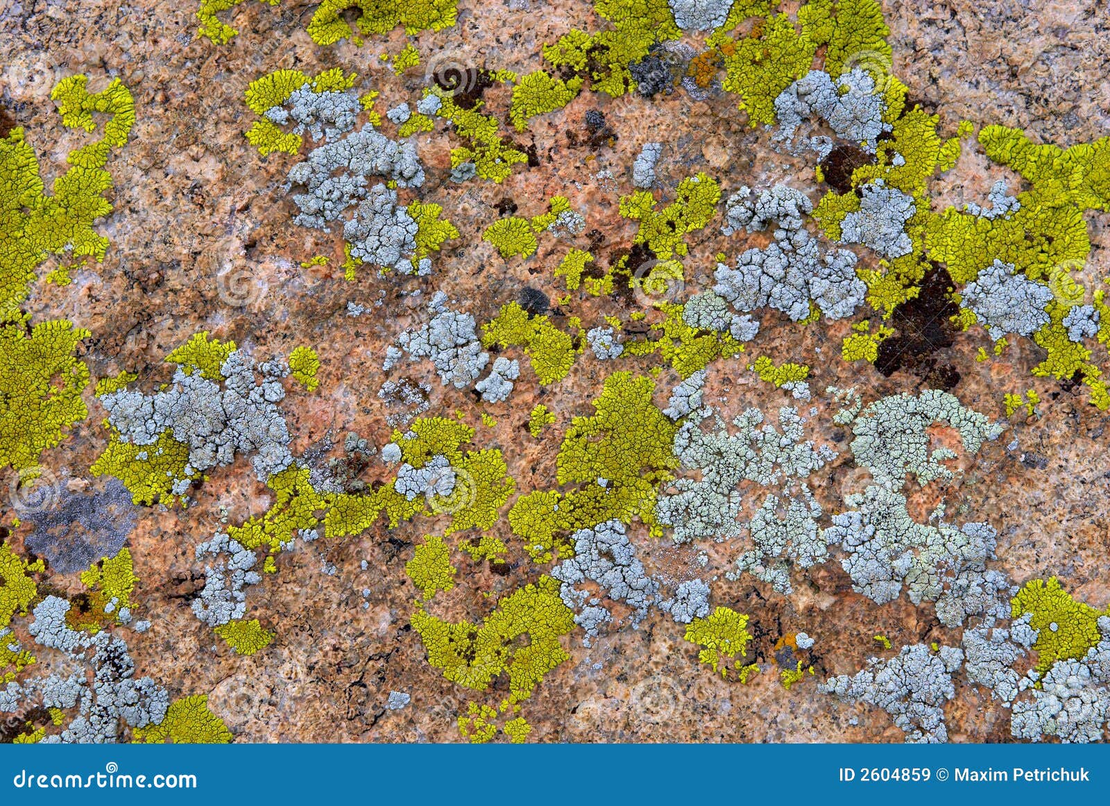 Green and Cyan Lichen on Rock Stock Image - Image of cyan, cracked: 2604859