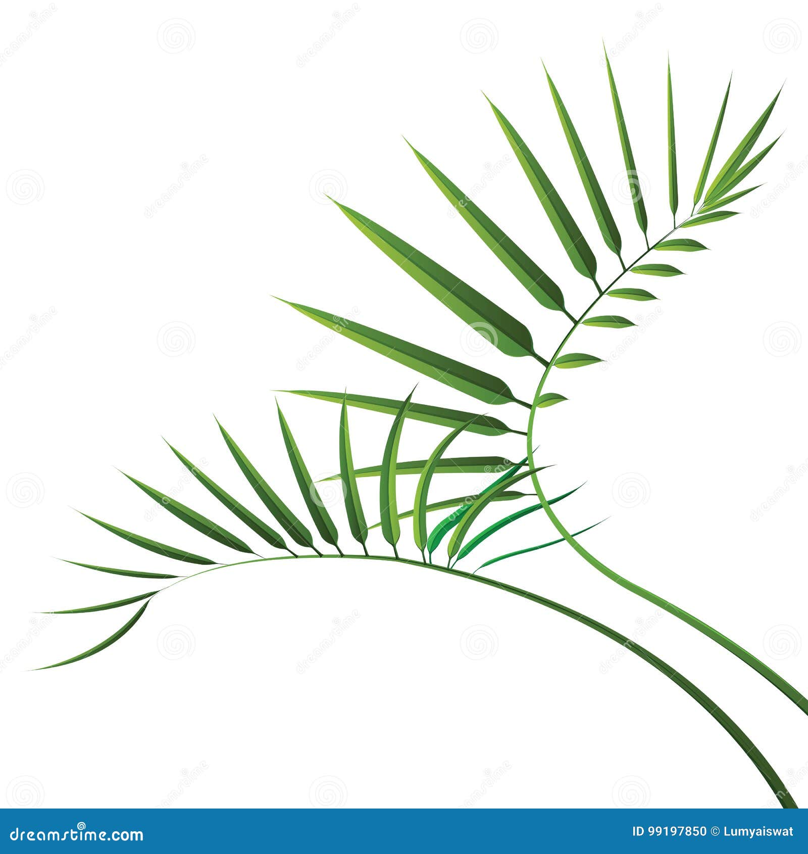 Cycad Plant Illustration, Drawing, Engraving, Ink, Line Art, Vector ...