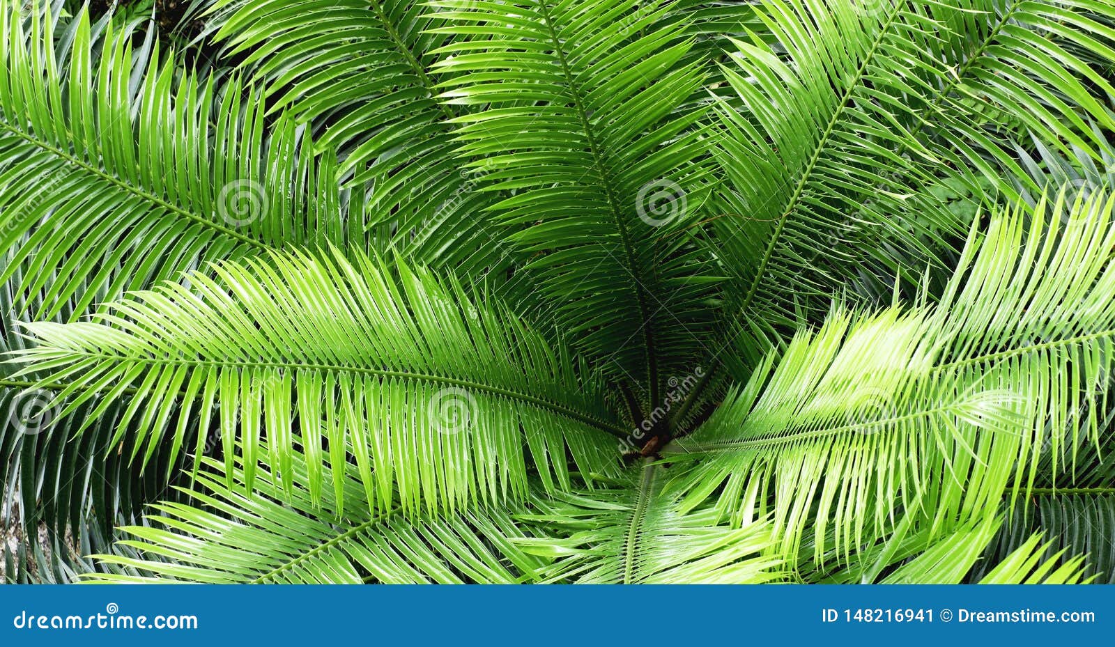 Green Cycadales Leaf in Forest Like Background Stock Image - Image of ...