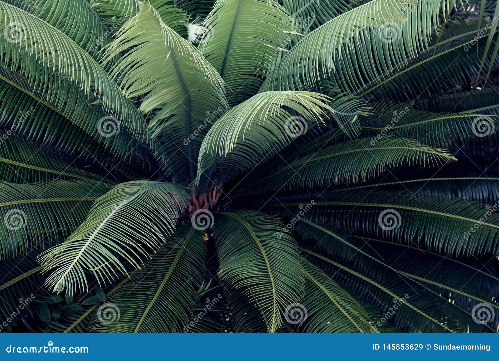 Green Cycas Siamensis Miq, A Species Of Cycad Endemic To Myanmar ...