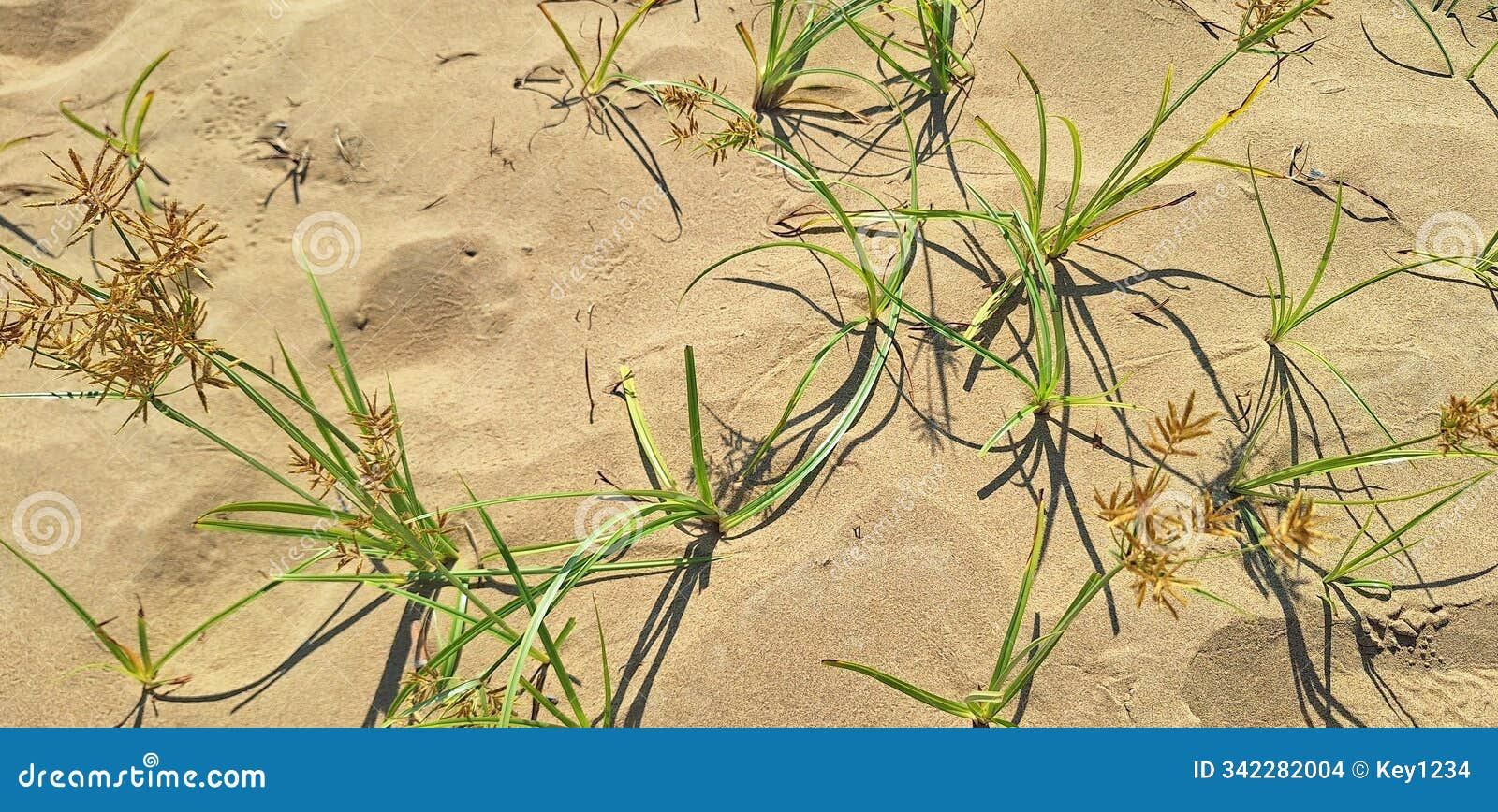 Cyperus Longus Galingale Motha Grass Plant Stock Photo | CartoonDealer ...