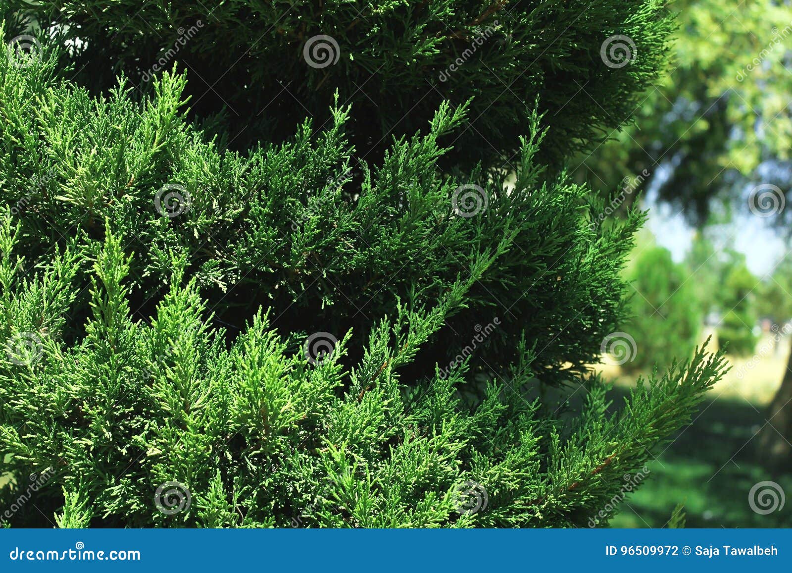 Green cypress stock photo. Image of land, beauty, coniferous - 96509972