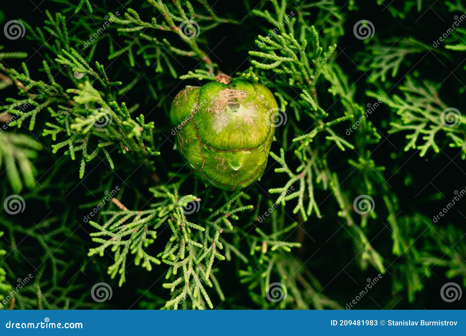 Green Cypress Cone. Wild Nature Stock Image - Image of outdoor, beauty ...
