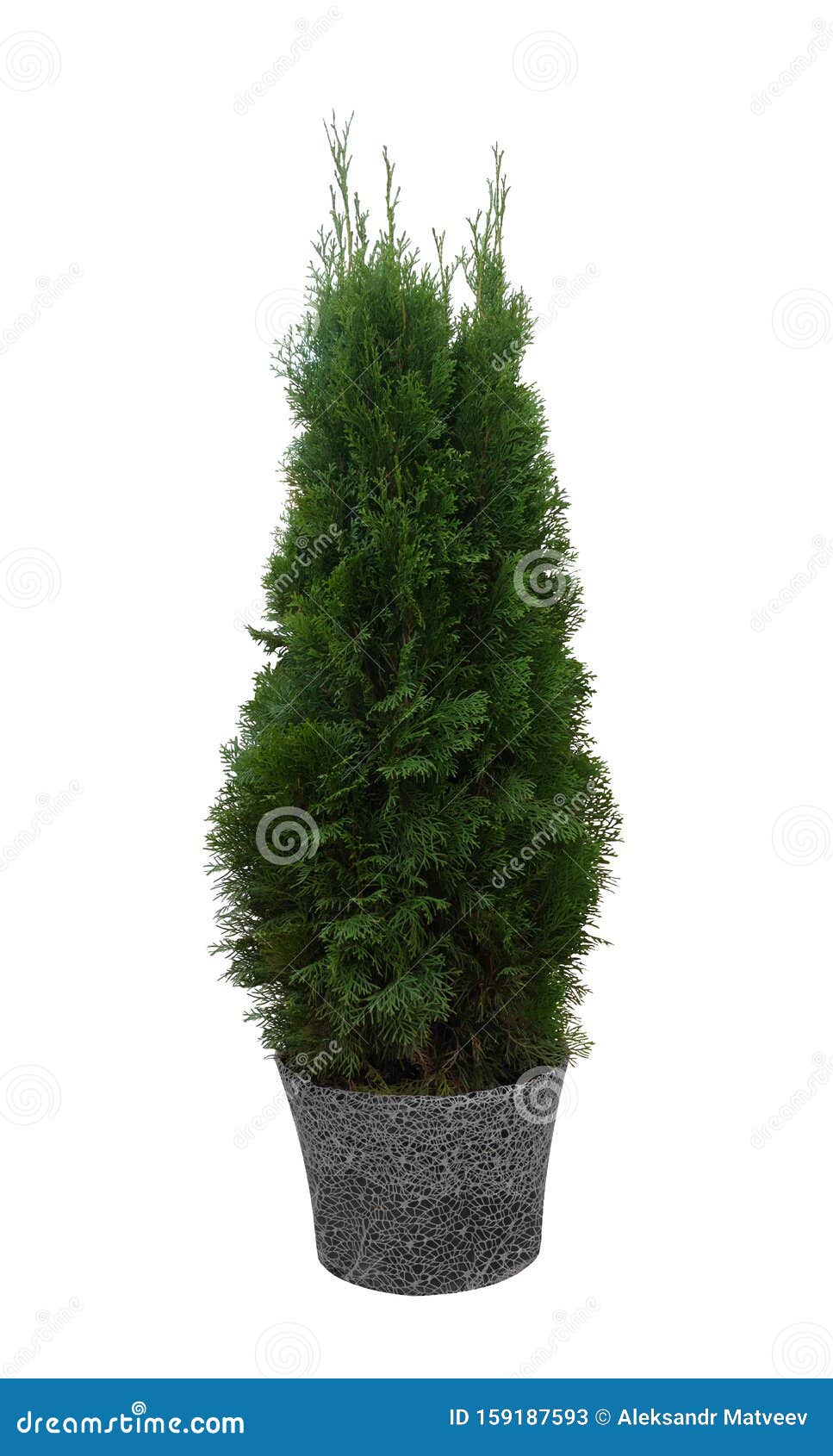 Green Cypress Isolated on a White Background, Spiral, Twisted ...