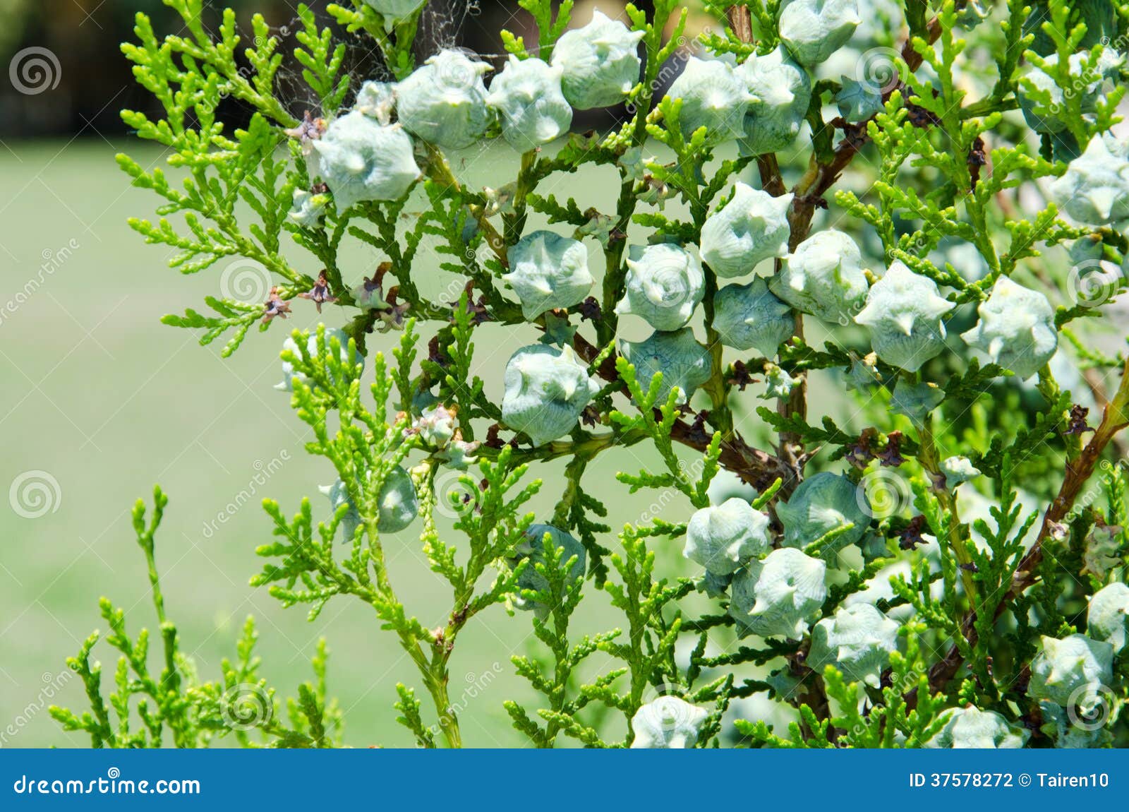 Green cypress tree stock photo. Image of brown, lush - 37578272
