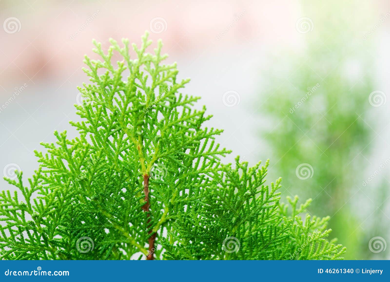 Green cypress tree stock photo. Image of flora, coniferous - 46261340