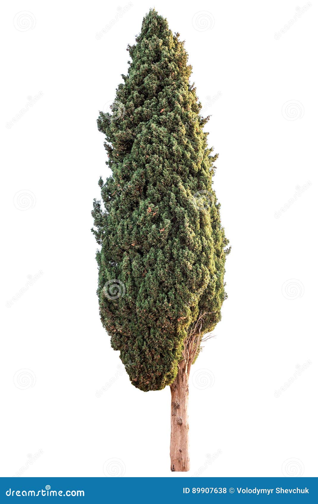 Green cypress tree stock photo. Image of cypress, needles - 89907638