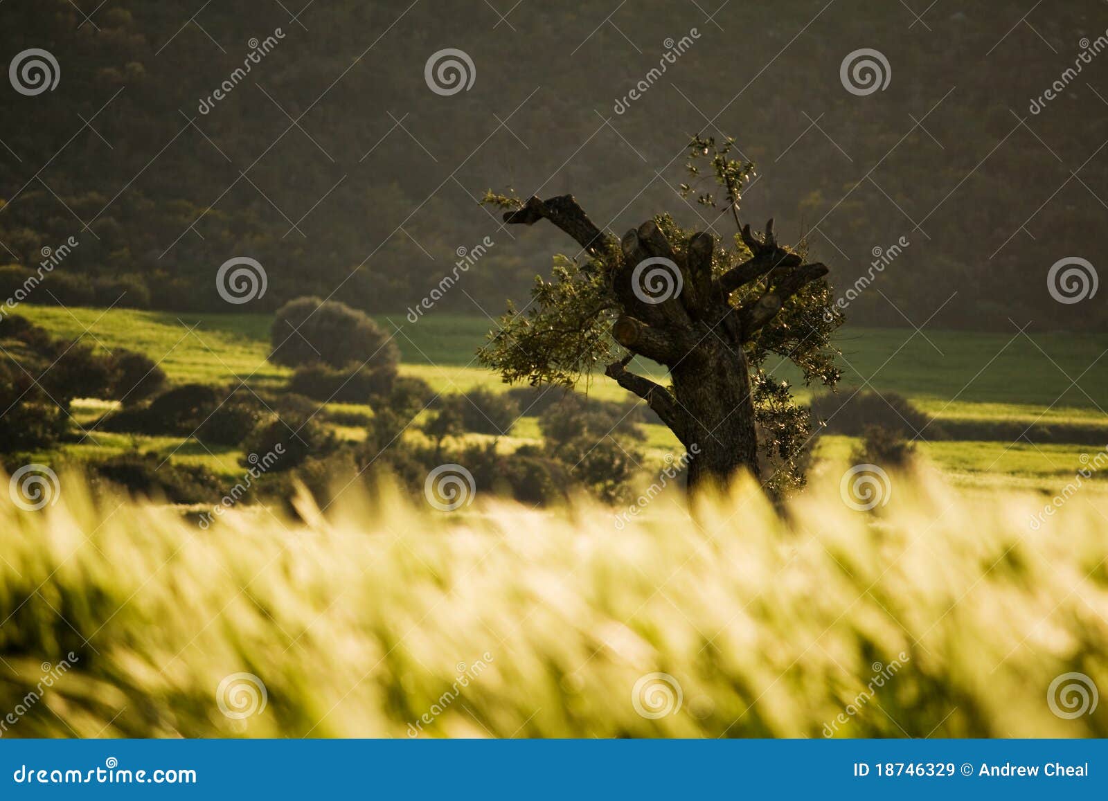 Green Cyprus stock image. Image of fresh, rural, beautiful - 18746329
