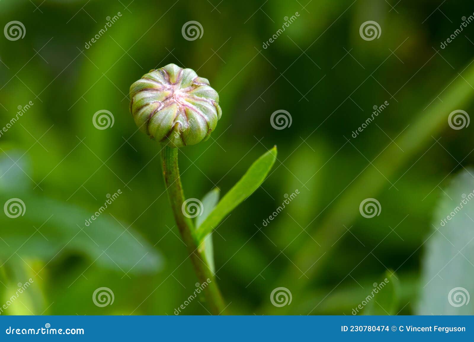 Green Daisy Bud 01 stock photo. Image of crysanthemum - 230780474