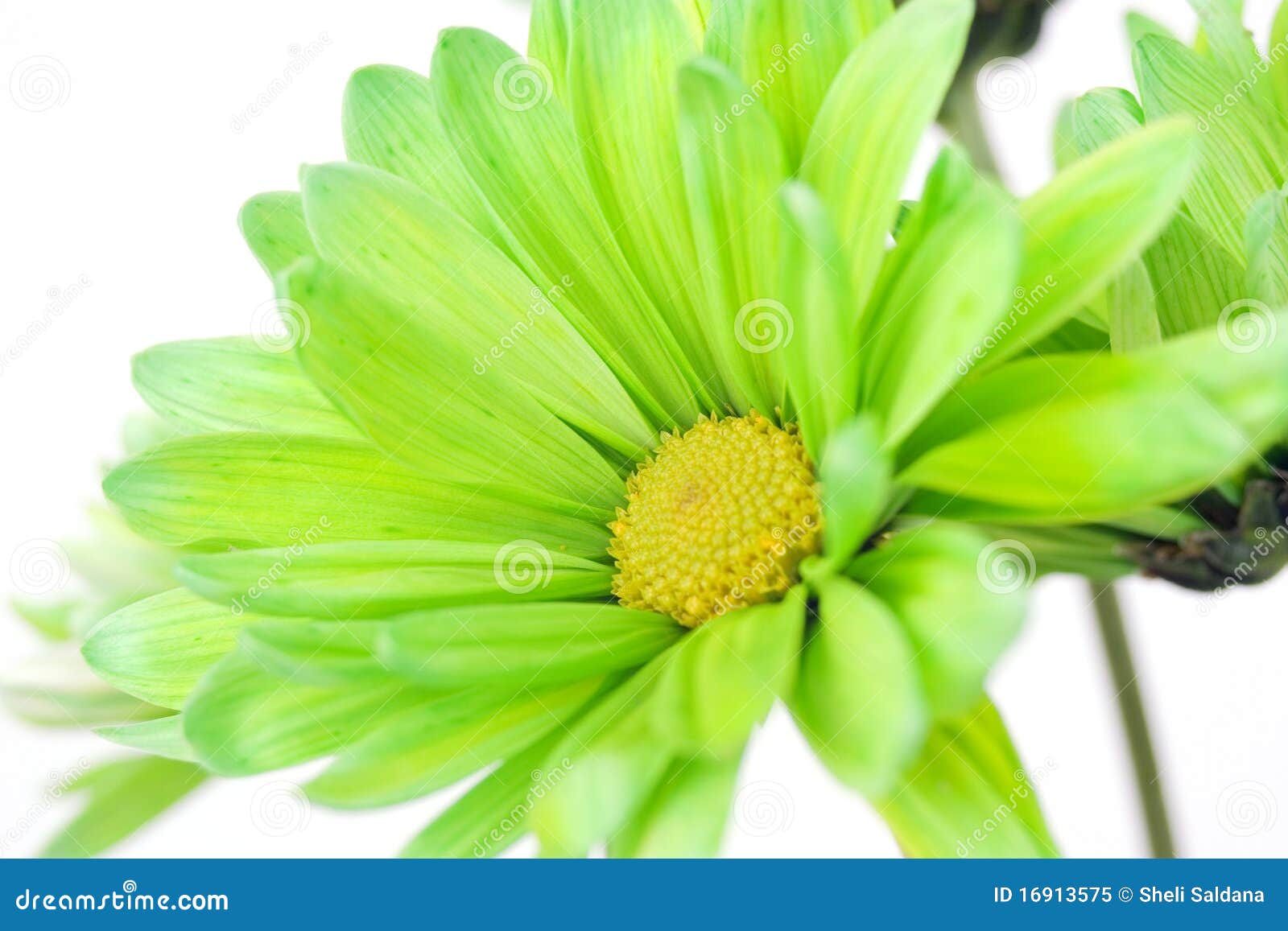 Green Daisy Flower