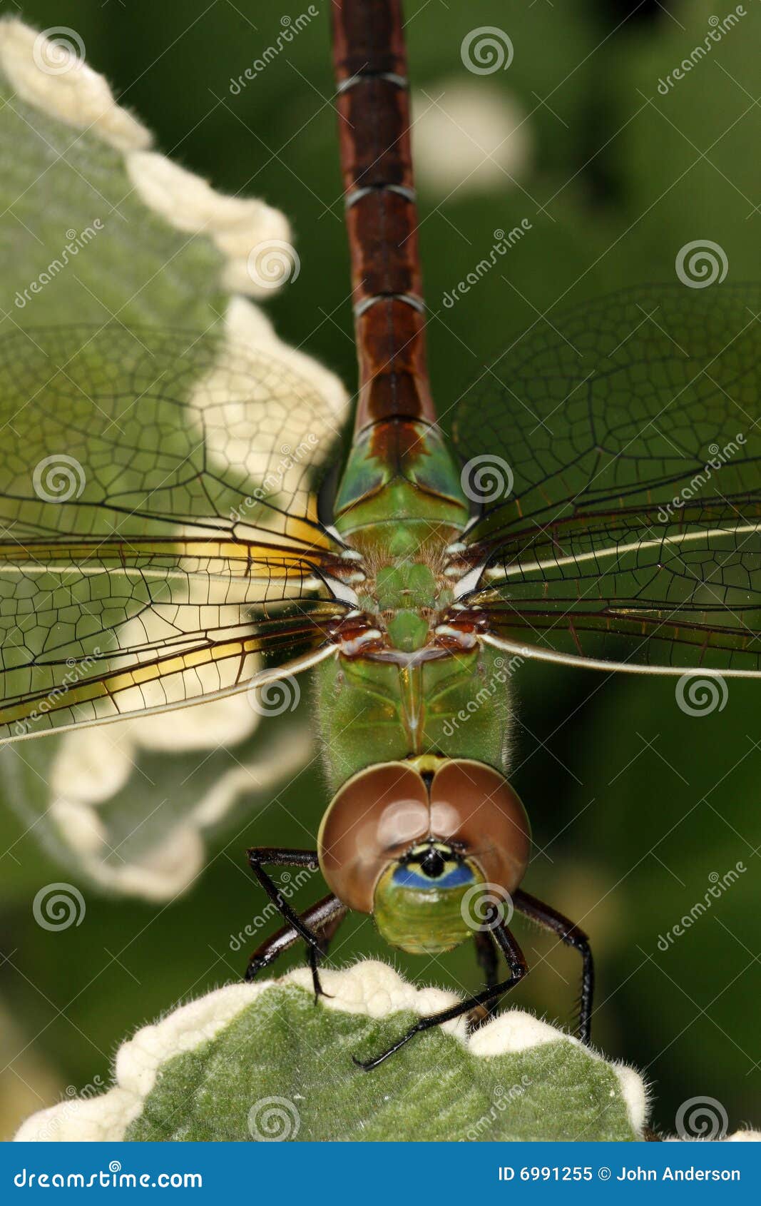 Green darner stock image. Image of wings, insect, close - 6991255