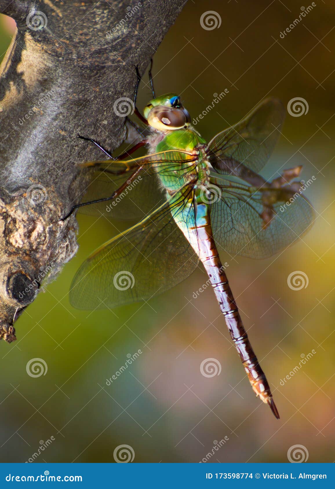 Green Darner Dragonfly Anax Junius in a Tree Stock Photo - Image of ...