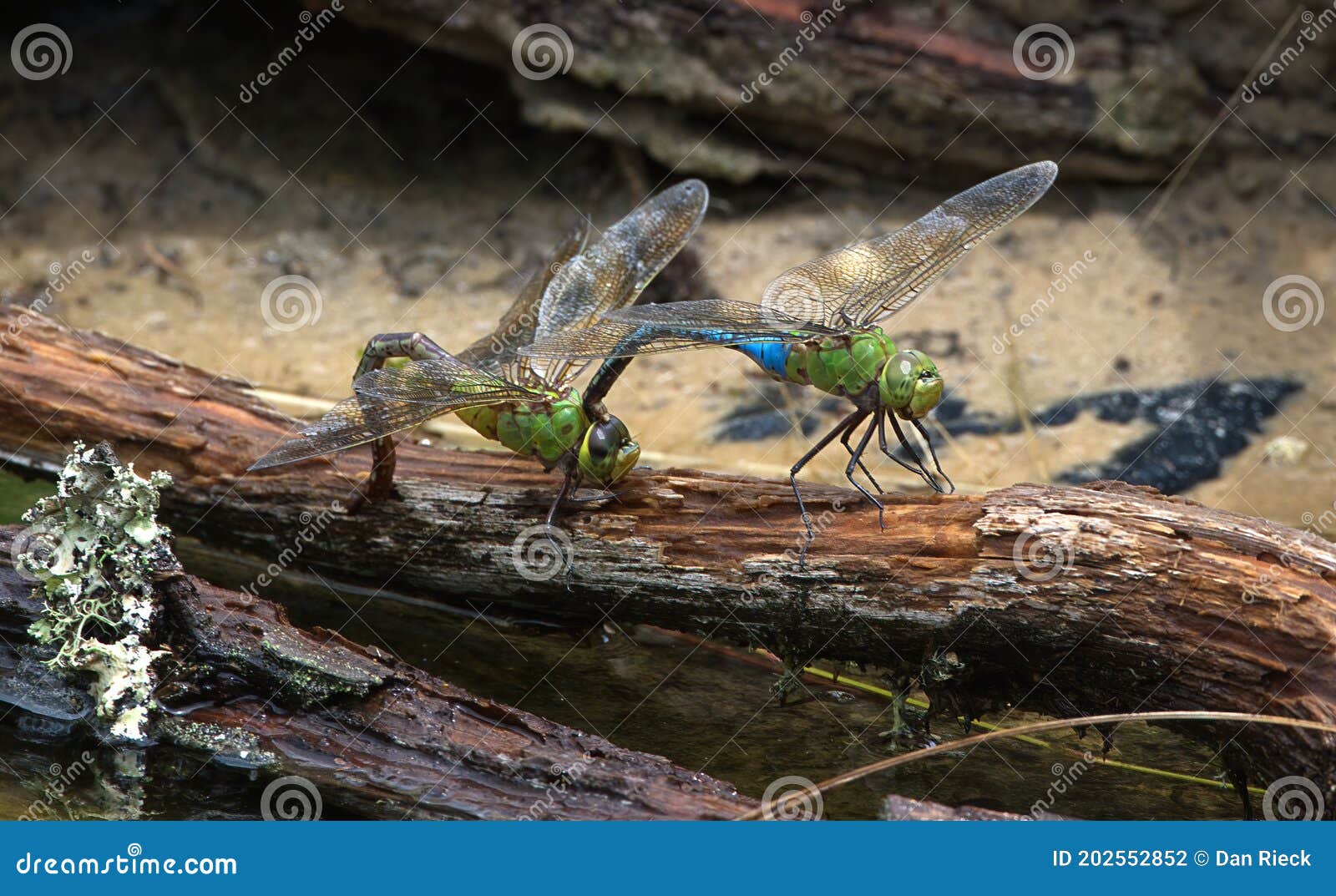 Green Darner Mating Pair of Dragon Flies Stock Photo - Image of flies ...