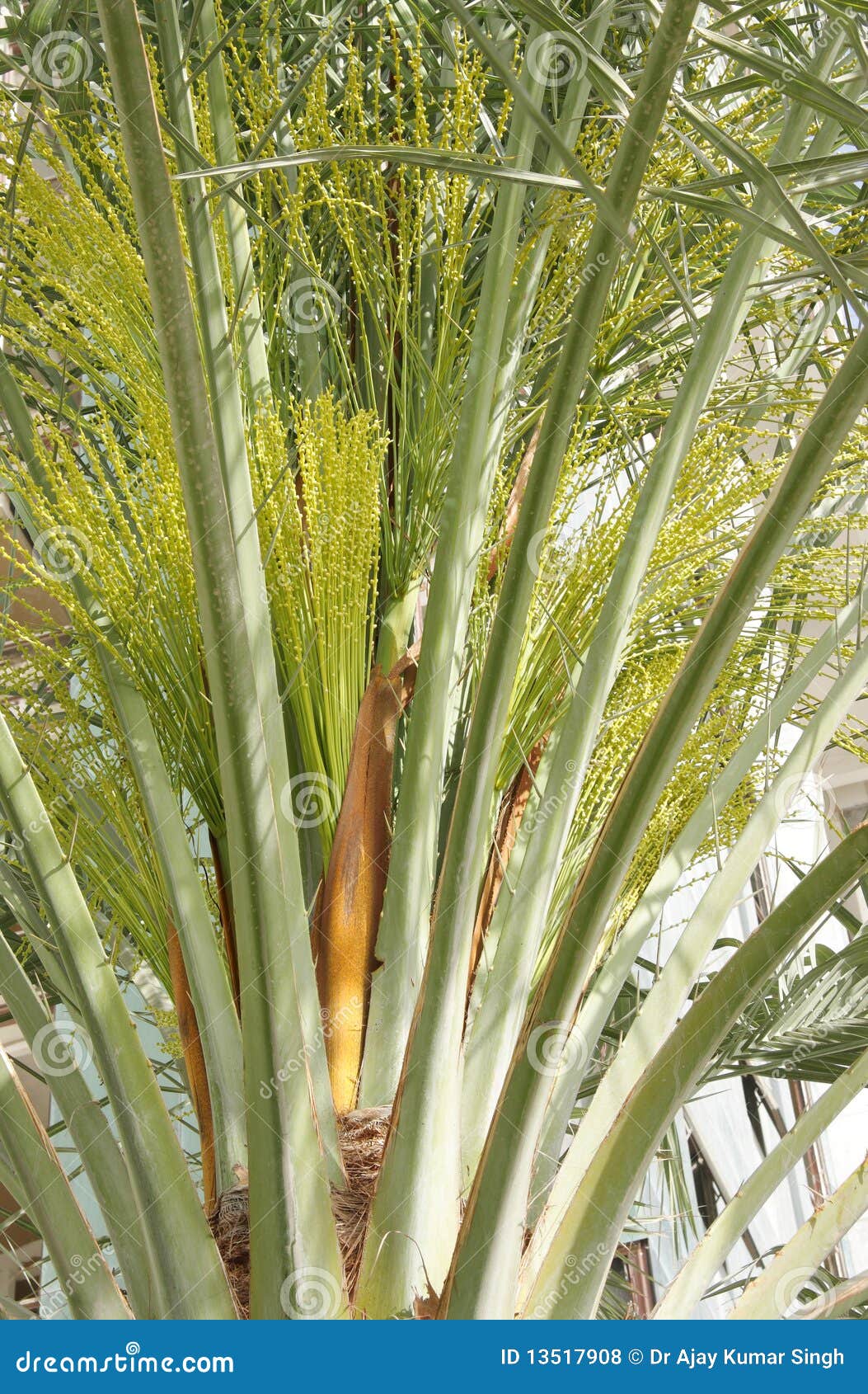 Green Date Buds in Date Palm Tree Stock Photo - Image of needle, bunch ...