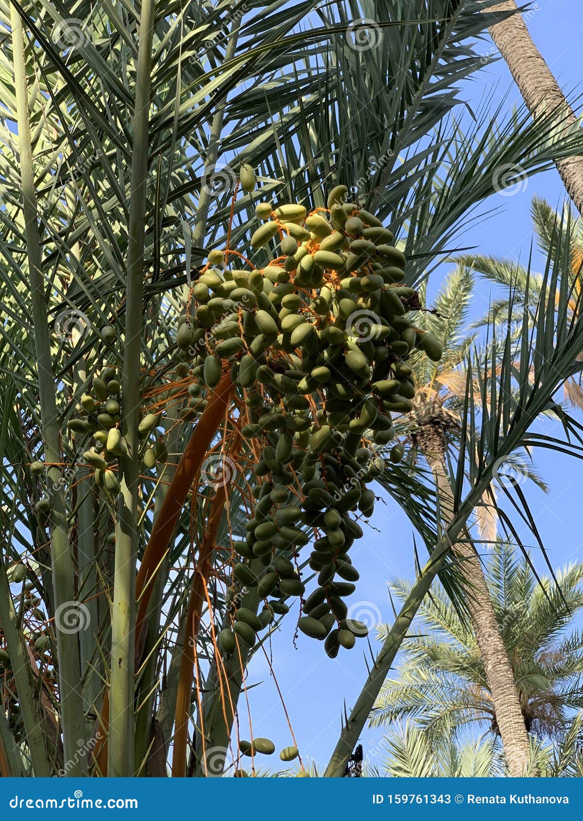 Green dates stock image. Image of palm, exotic, tree - 159761343