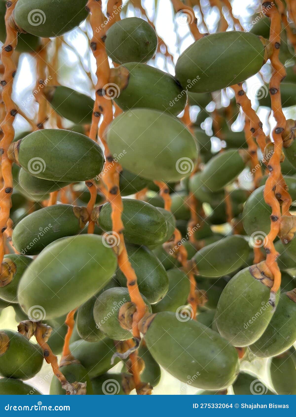 Green Dates Palm Fruit with Branches on Dates Palm Tree. Starting Stage ...
