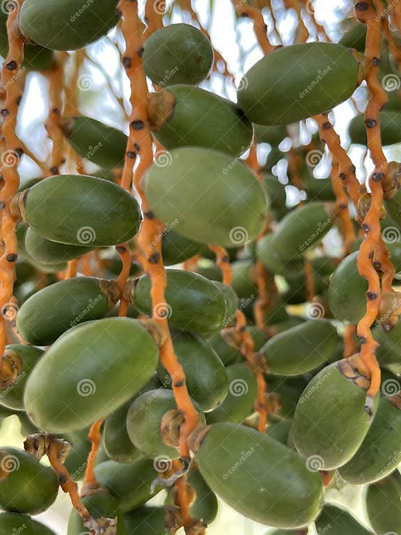 Green Dates Palm Fruit with Branches on Dates Palm Tree. Starting Stage ...