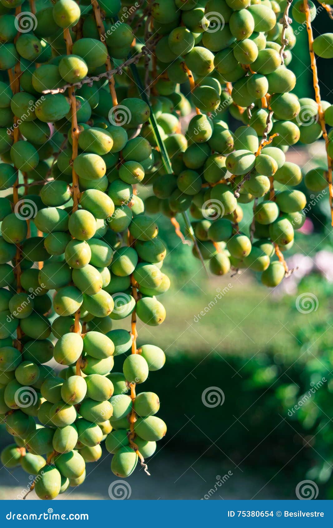 Green Dates. Palm Tree Fruits in a Garden Stock Photo - Image of tree ...