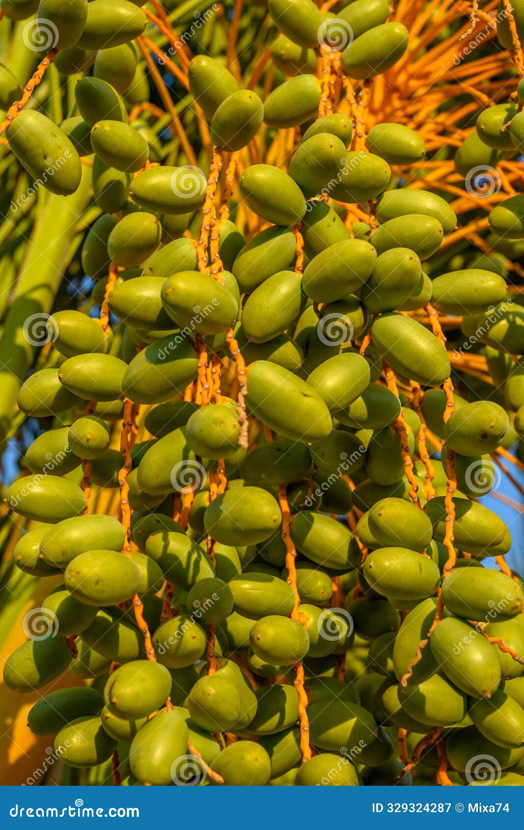 Green Dates on a Palm Tree, Phoenix Dactylifera Stock Image - Image of ...
