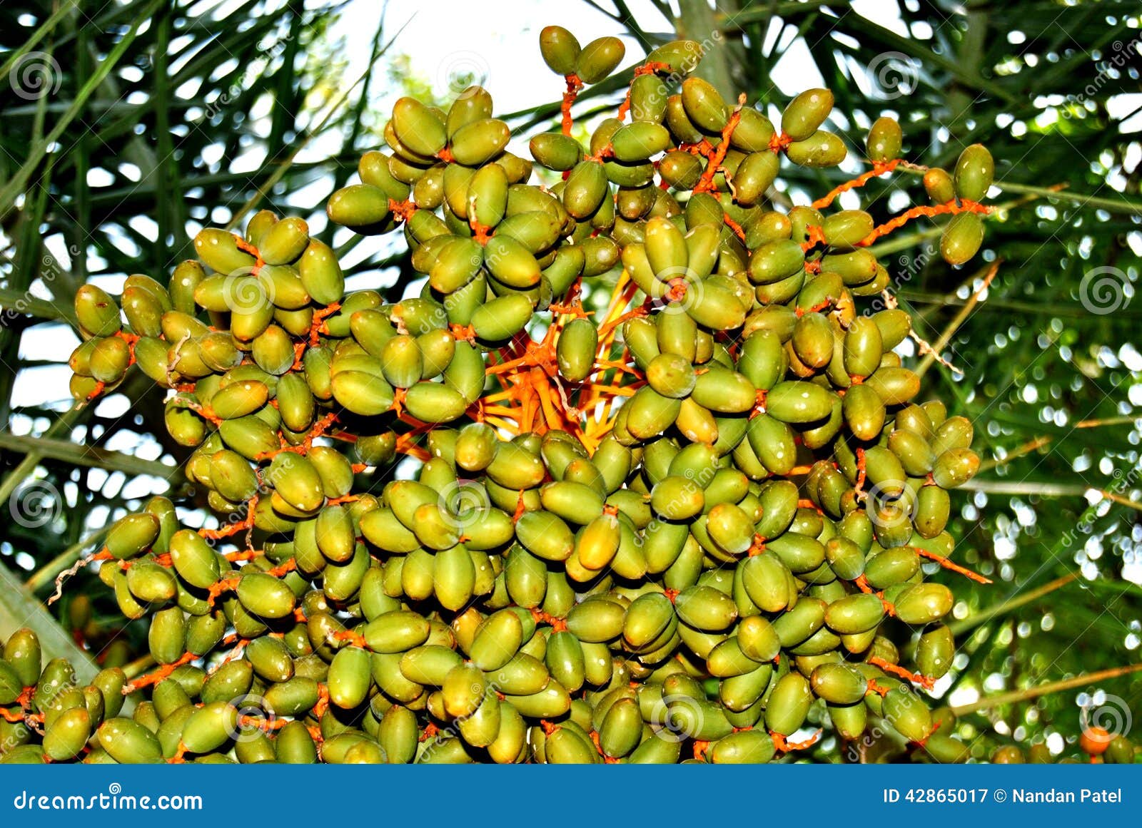 Green dates in tree stock image. Image of green, holy - 42865017
