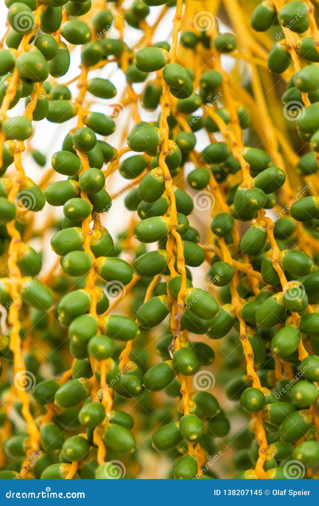Green dates on the tree stock image. Image of date, agriculture - 138207145