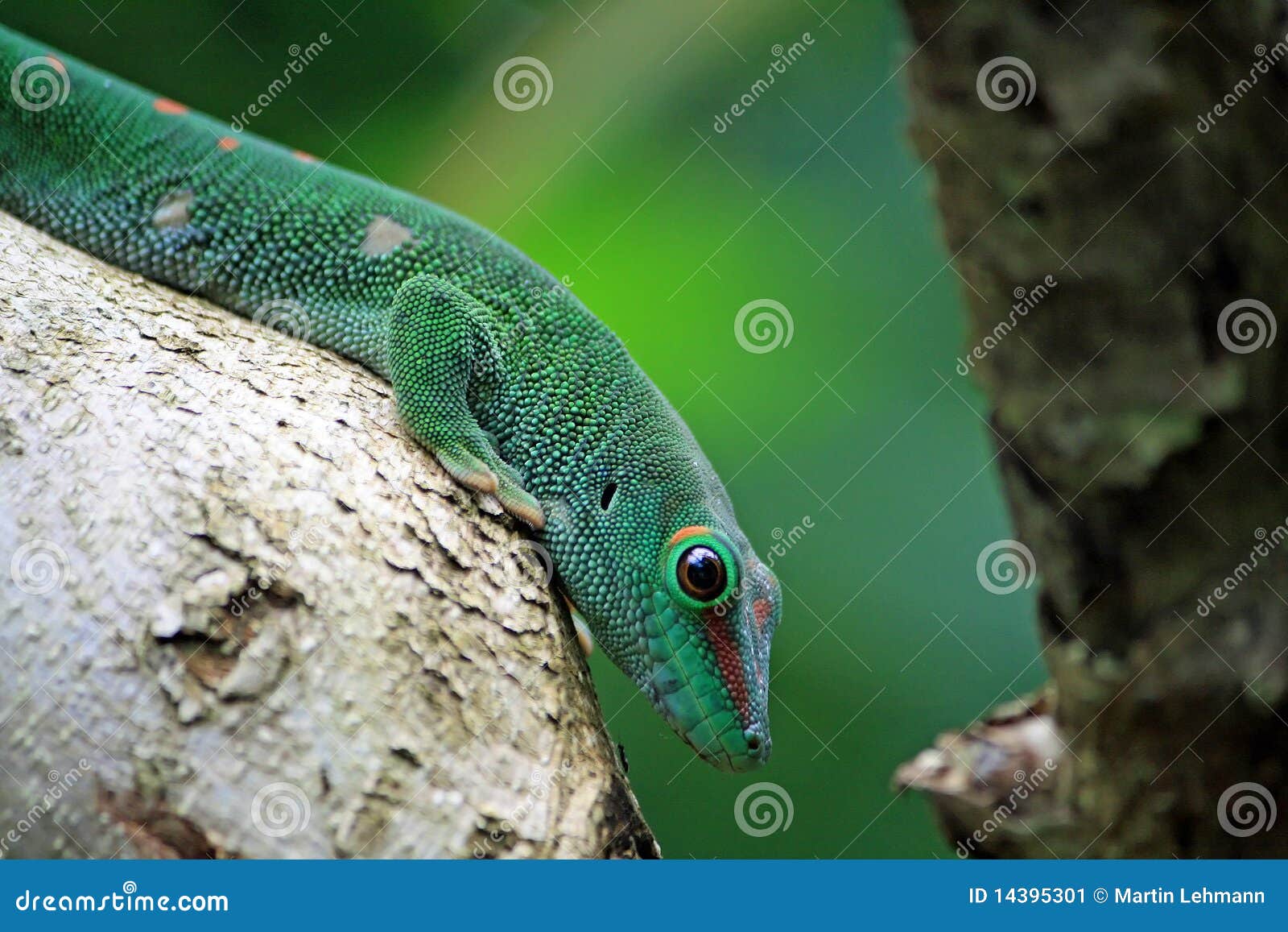 Green Day Gecko Sitting on Trunk Stock Image - Image of tree, exotic ...