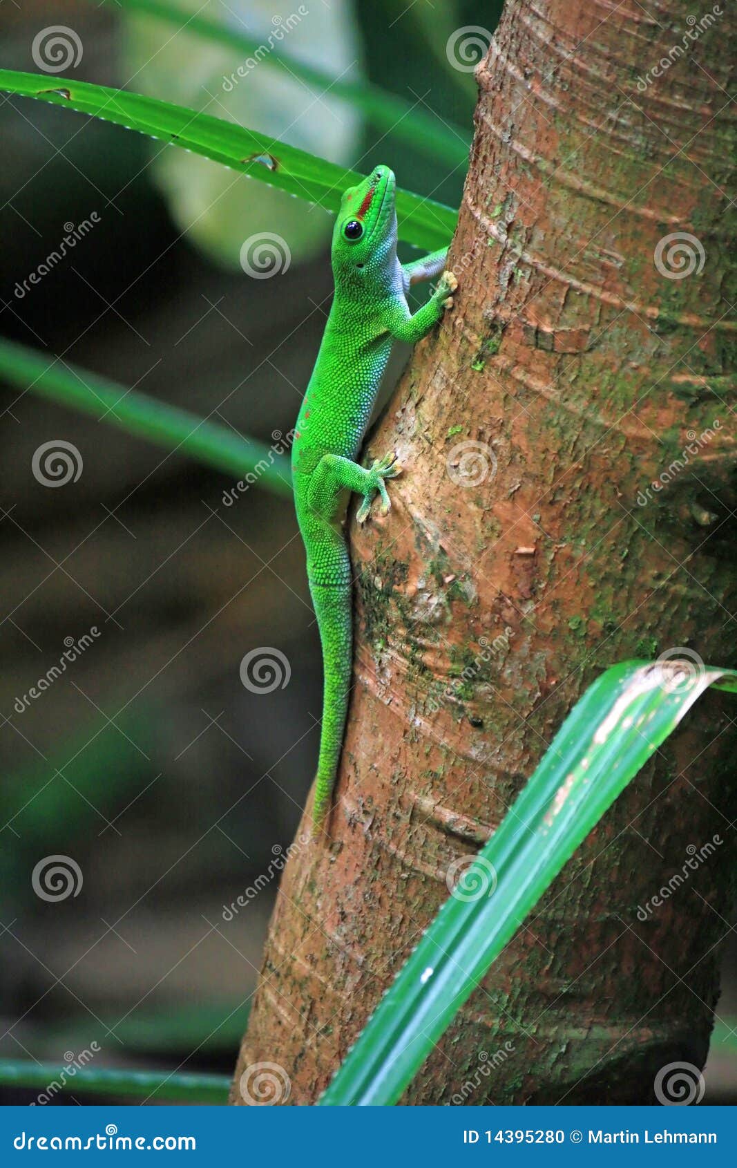 Green Day Gecko on Tree Trunk Stock Photo - Image of hair, lurk: 14395280