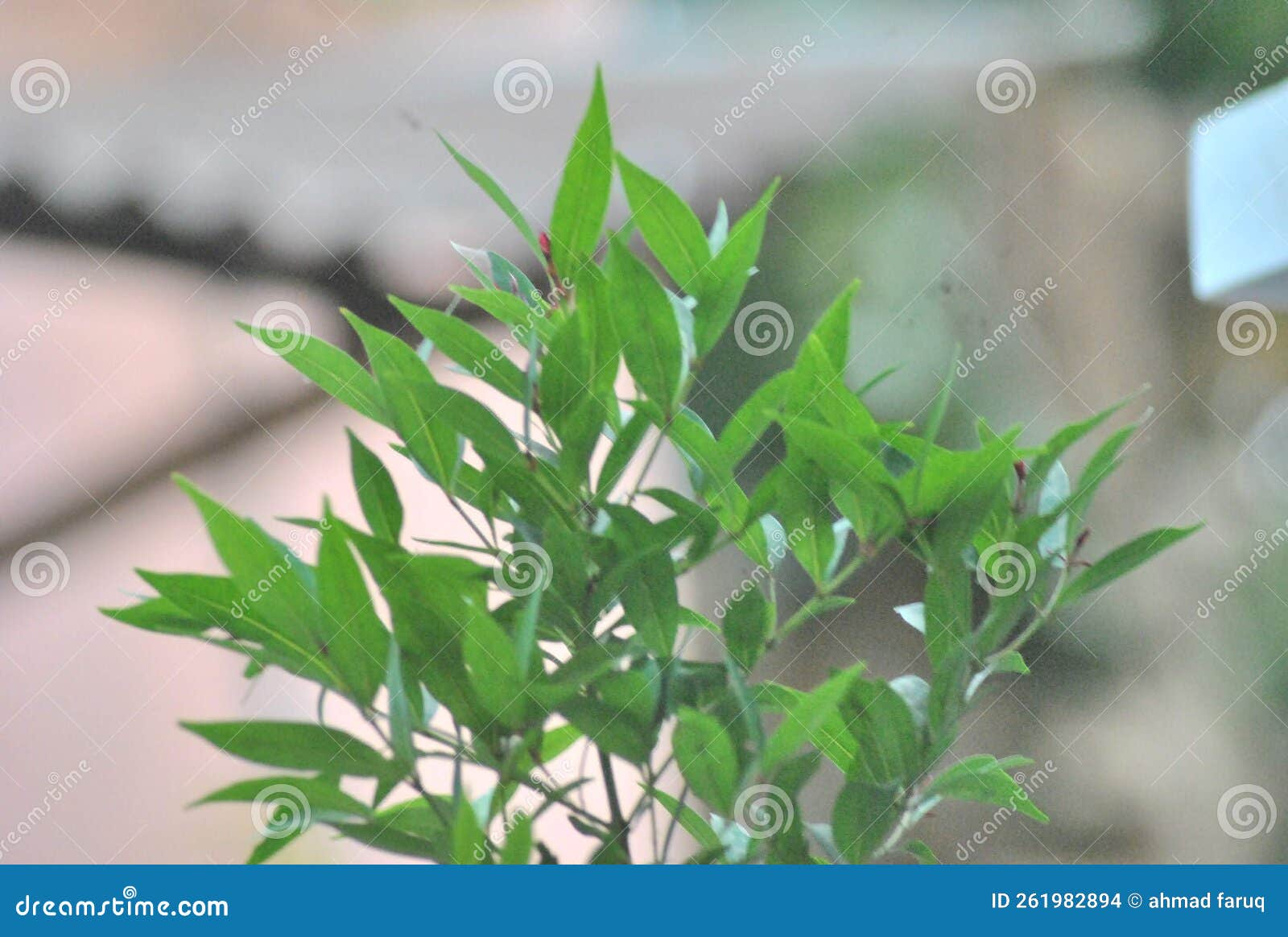 Green day natur go fresh stock photo. Image of natural - 261982894