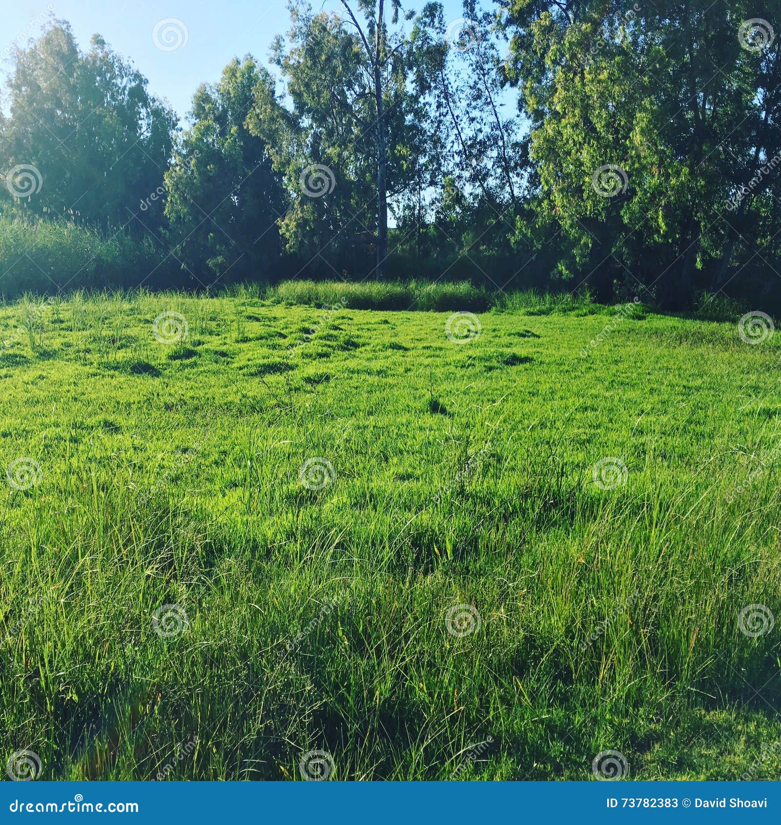 Green day stock image. Image of nature, love, green - 73782383