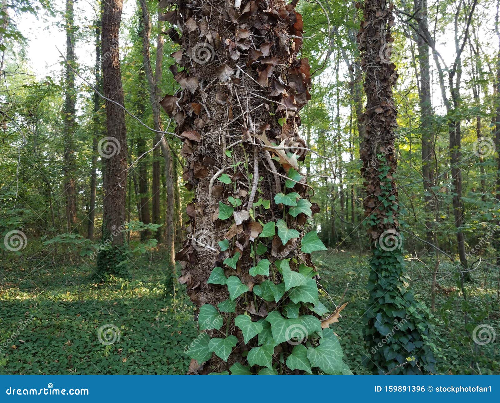 Green and Dead Brown Ivy on Tree Trunk in Forest Stock Photo - Image of ... Green and Dead Brown Ivy on Tree Trunk in Forest Stock Photo - Image of ...