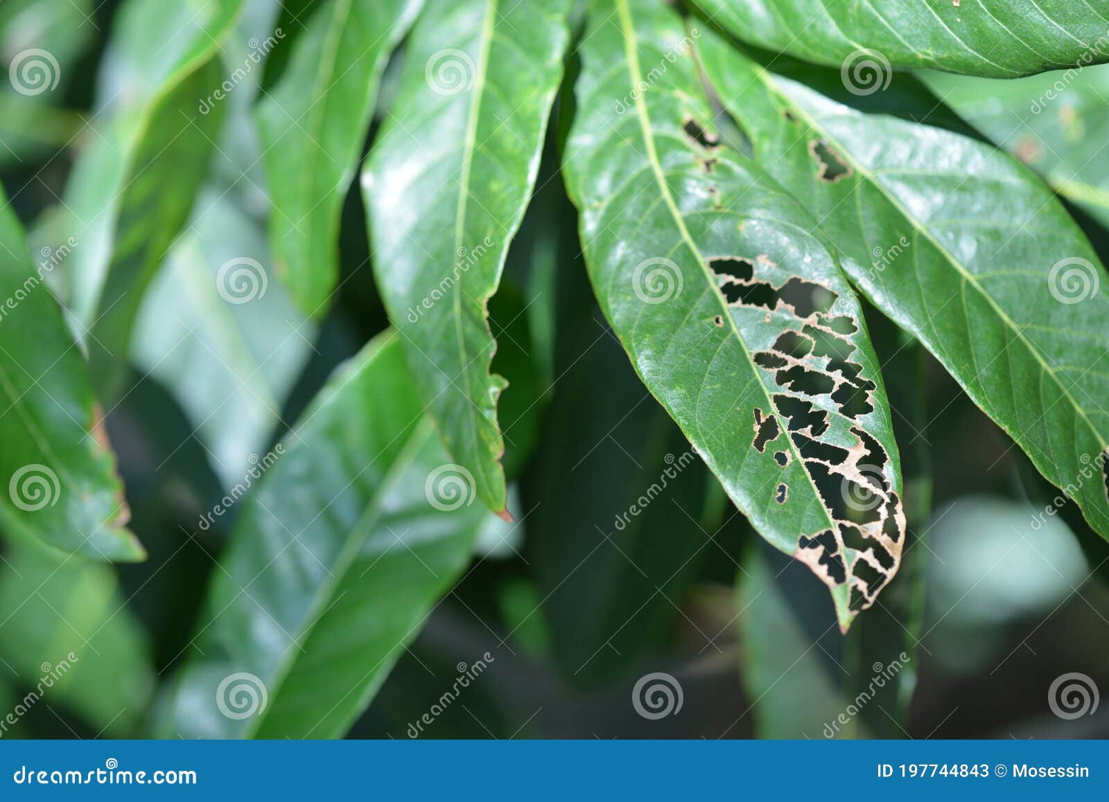 Decay Leaves Pattern Details Stock Image - Image of macro, fresh: 197744843