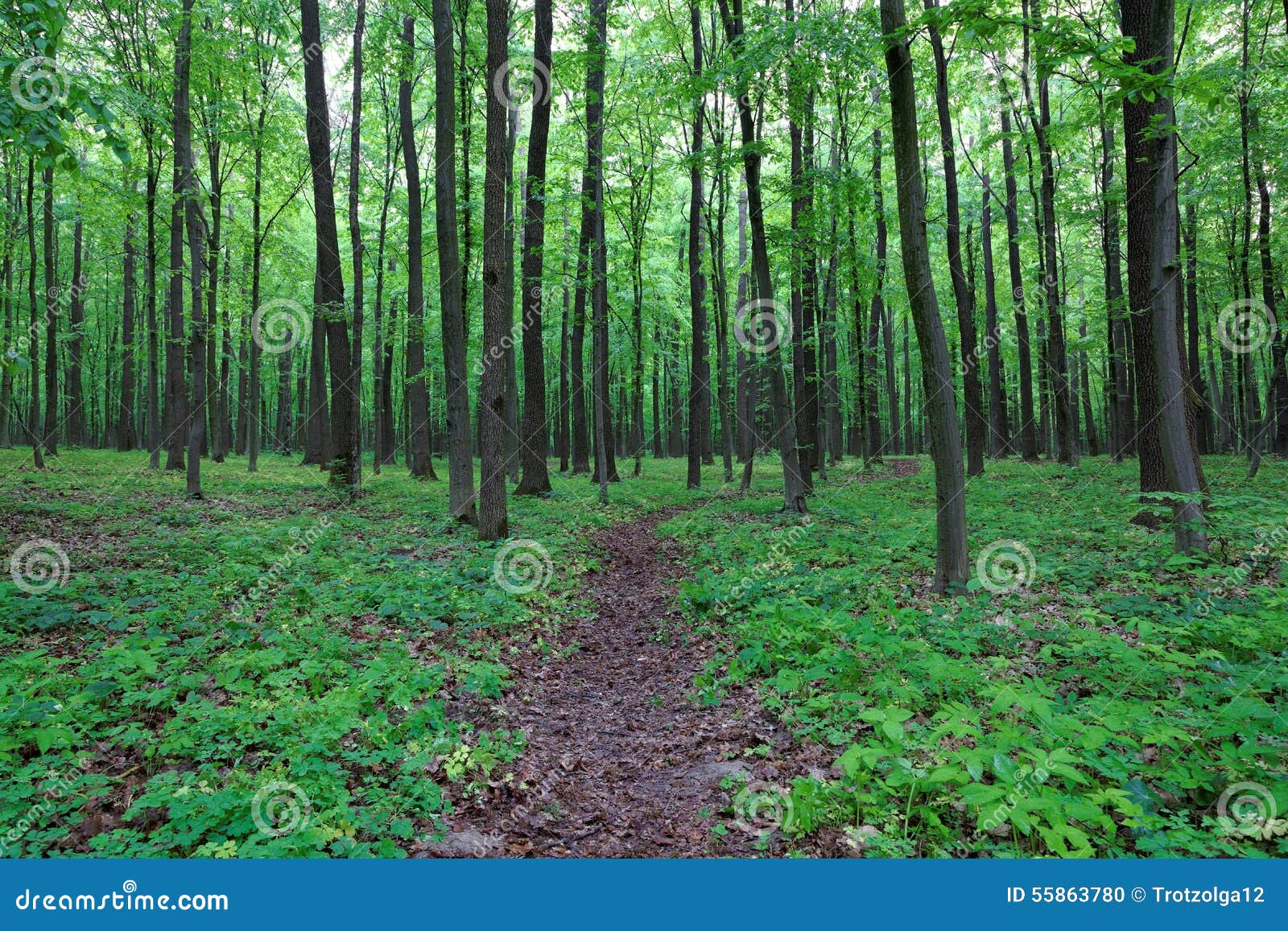 Green Deciduous Forest after the Rain Stock Photo - Image of bright ...