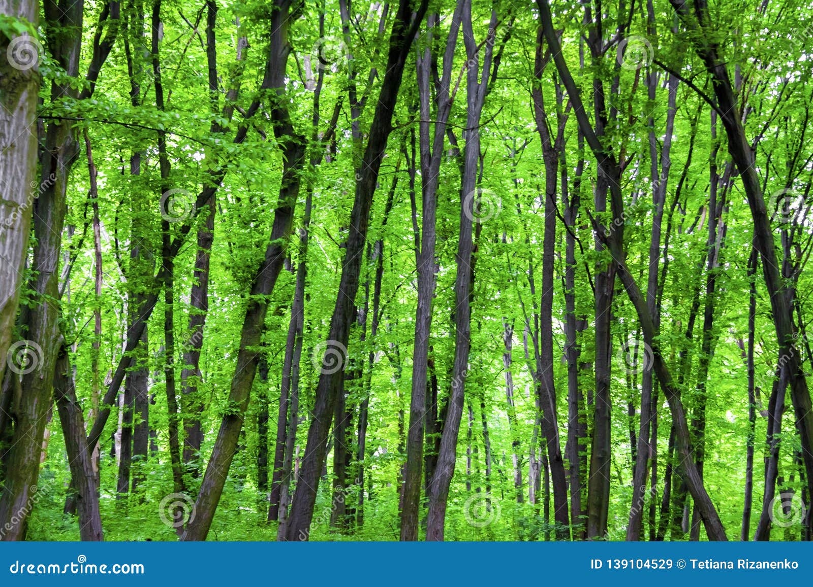 Deciduous Forest in Spring. Natural Background Stock Image - Image of ...