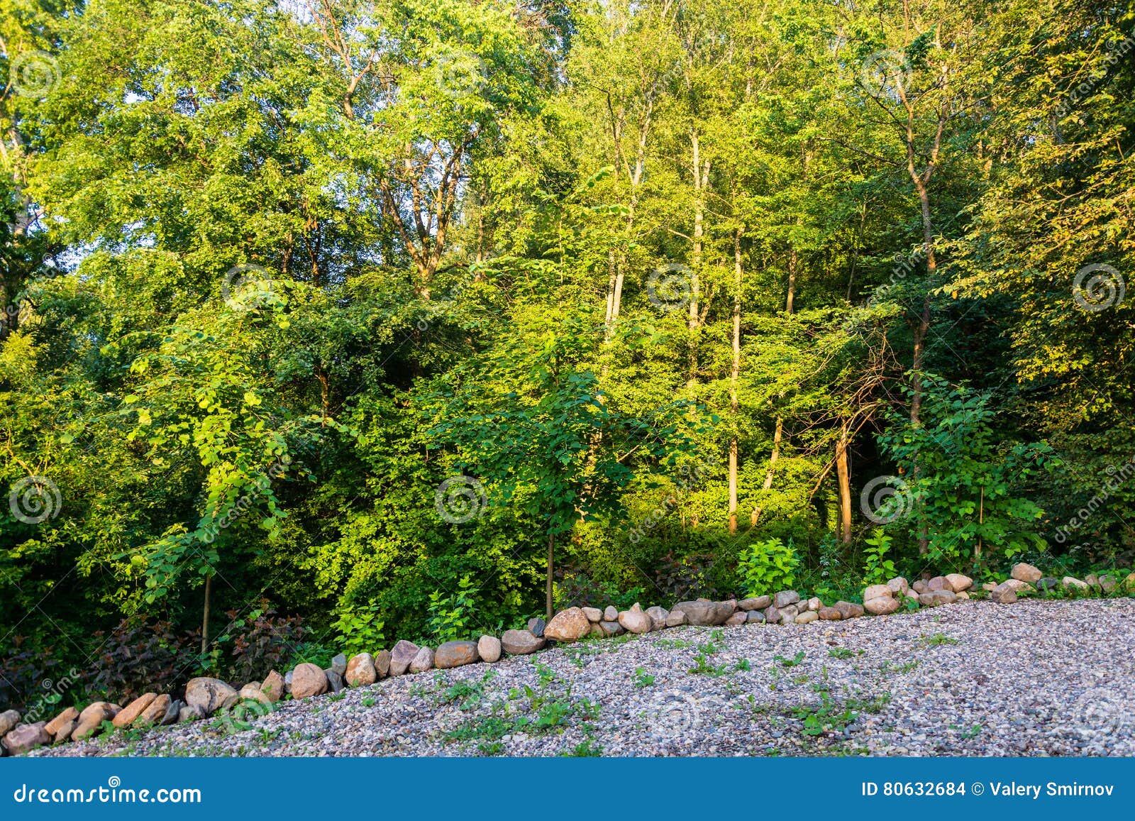 Green Deciduous Forest in the Sunlight. Stock Photo - Image of trees ...