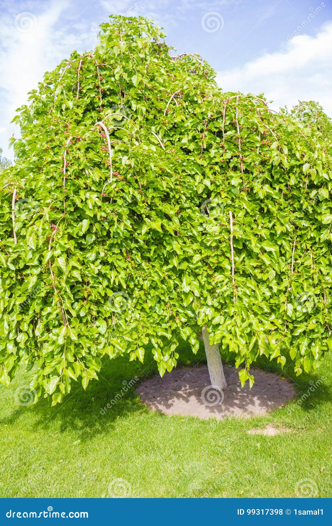 Green Deciduous Tree Stands Alone Stock Photo - Image of nature, gold ...
