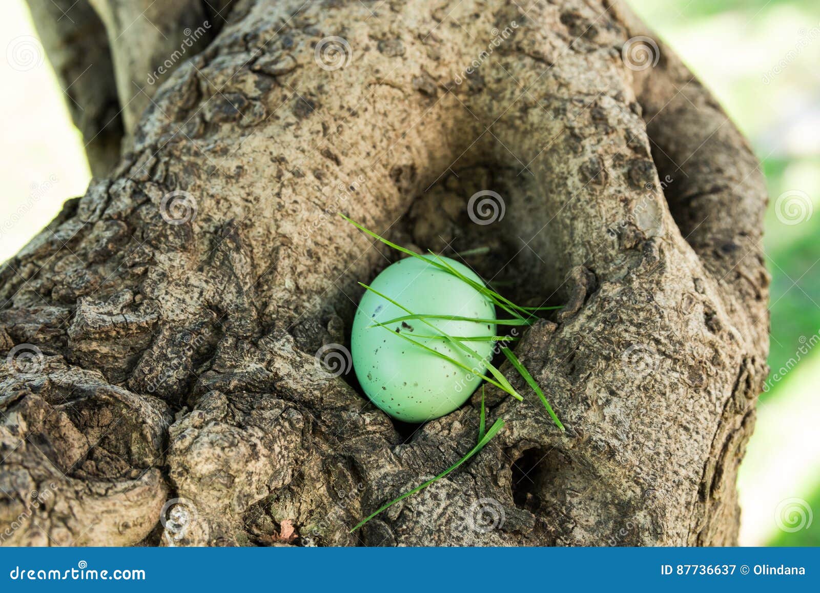 Green Decorative Colored Easter Egg in Tree Hollow with Grass Blades ...