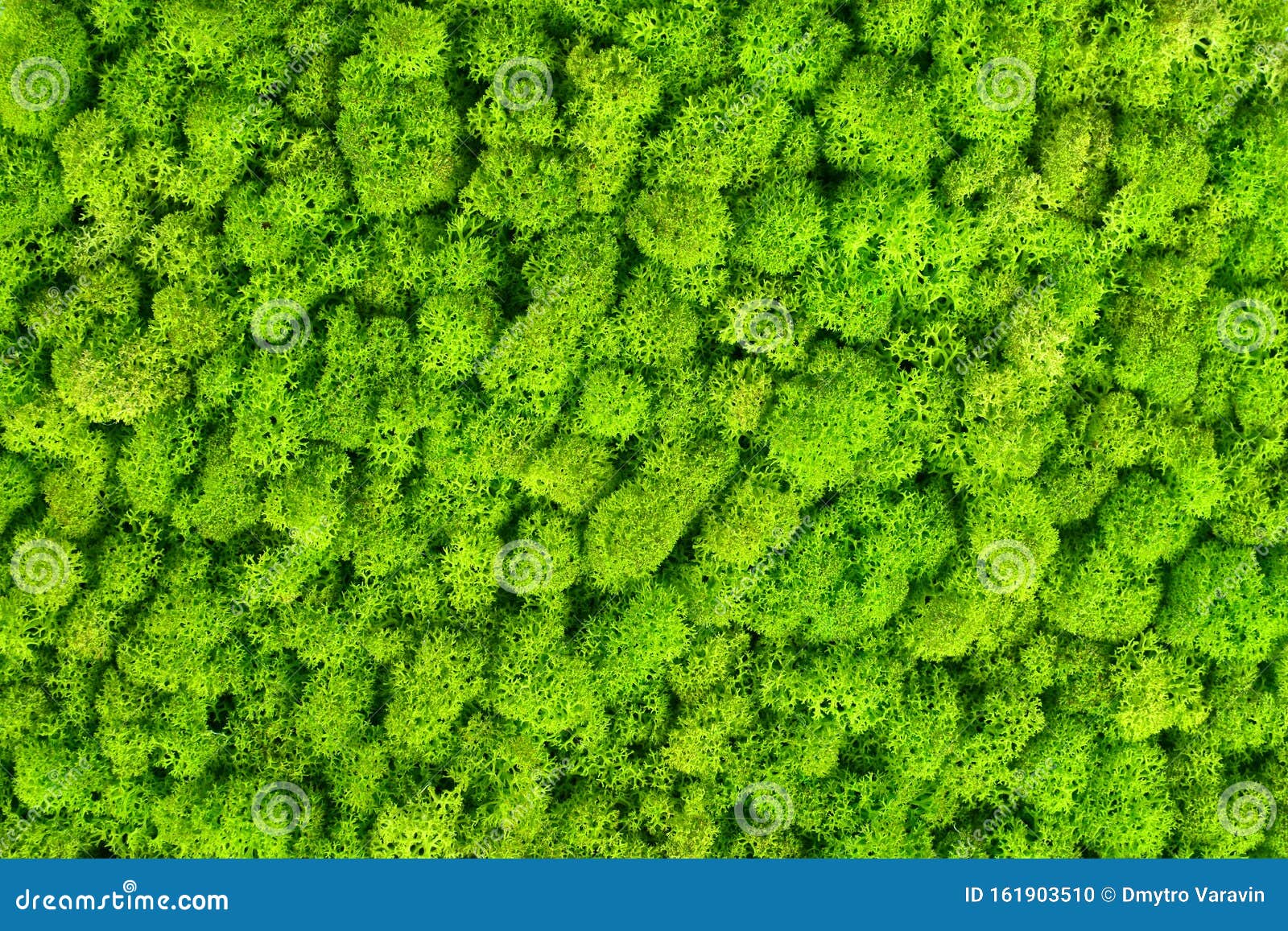 Green Decorative Moss Texture. Wall from Moss Background Stock Photo ...