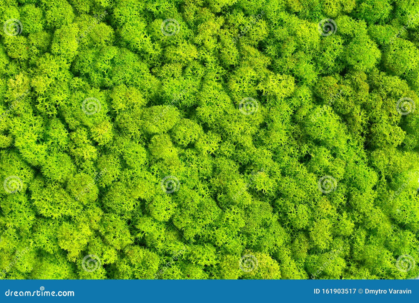 Green Decorative Moss Texture Wallpaper Stock Image - Image of growth ...
