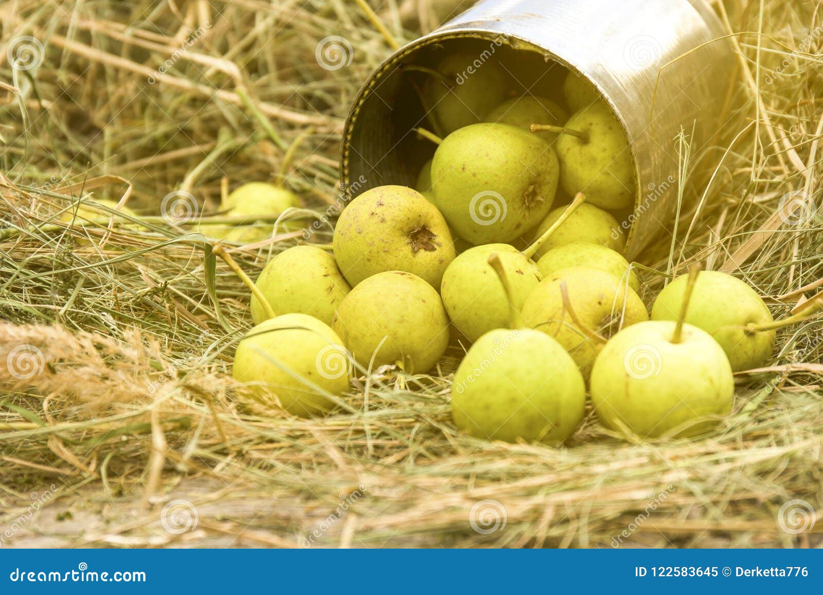 Green Decorative Pears in a Tin on Dry Straw Stock Image - Image of ...