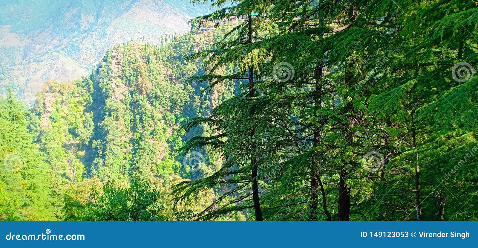 Deodar tree stock image. Image of pradesh, deodar, green - 149123053