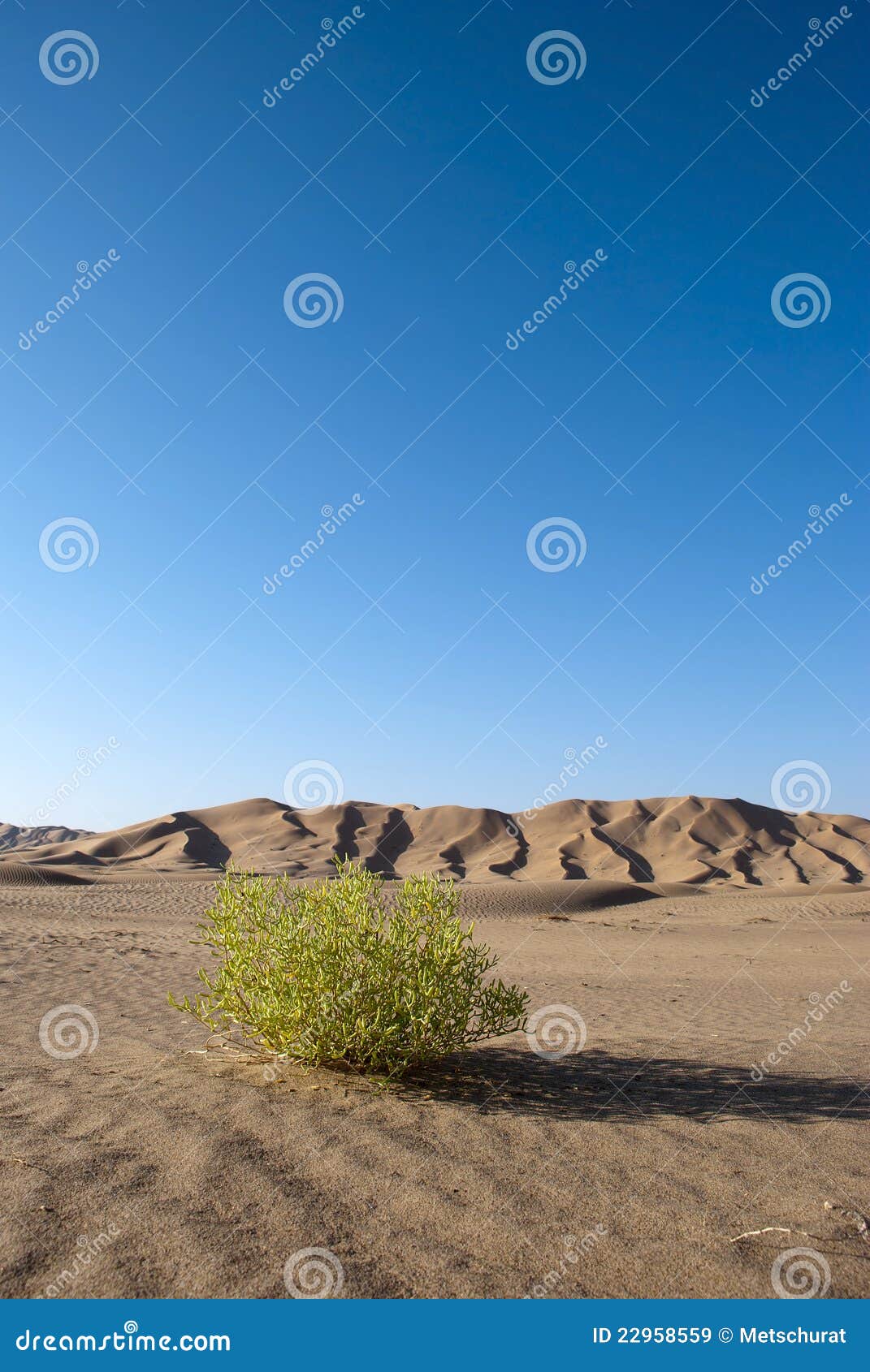 Green in Desert stock image. Image of arabic, desert - 22958559