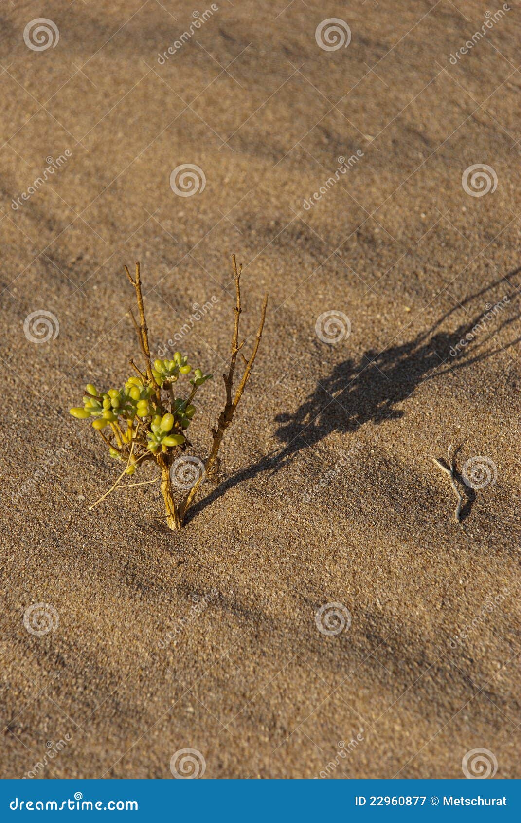 Green in Desert stock image. Image of arabic, background - 22960877