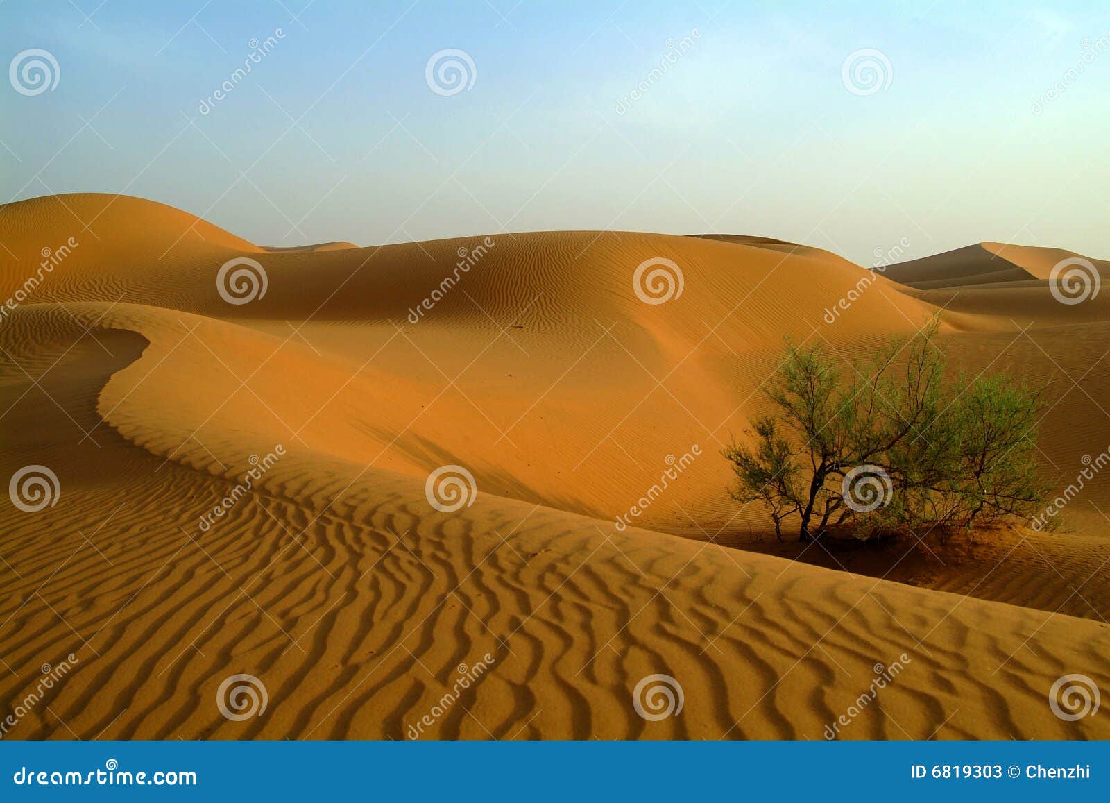 Green in desert stock image. Image of yellow, grow, travel - 6819303