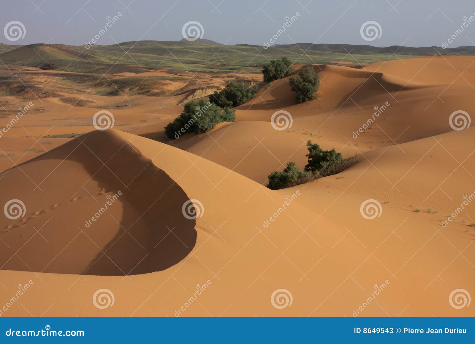 Green desert stock image. Image of green, tree, walk, sand - 8649543