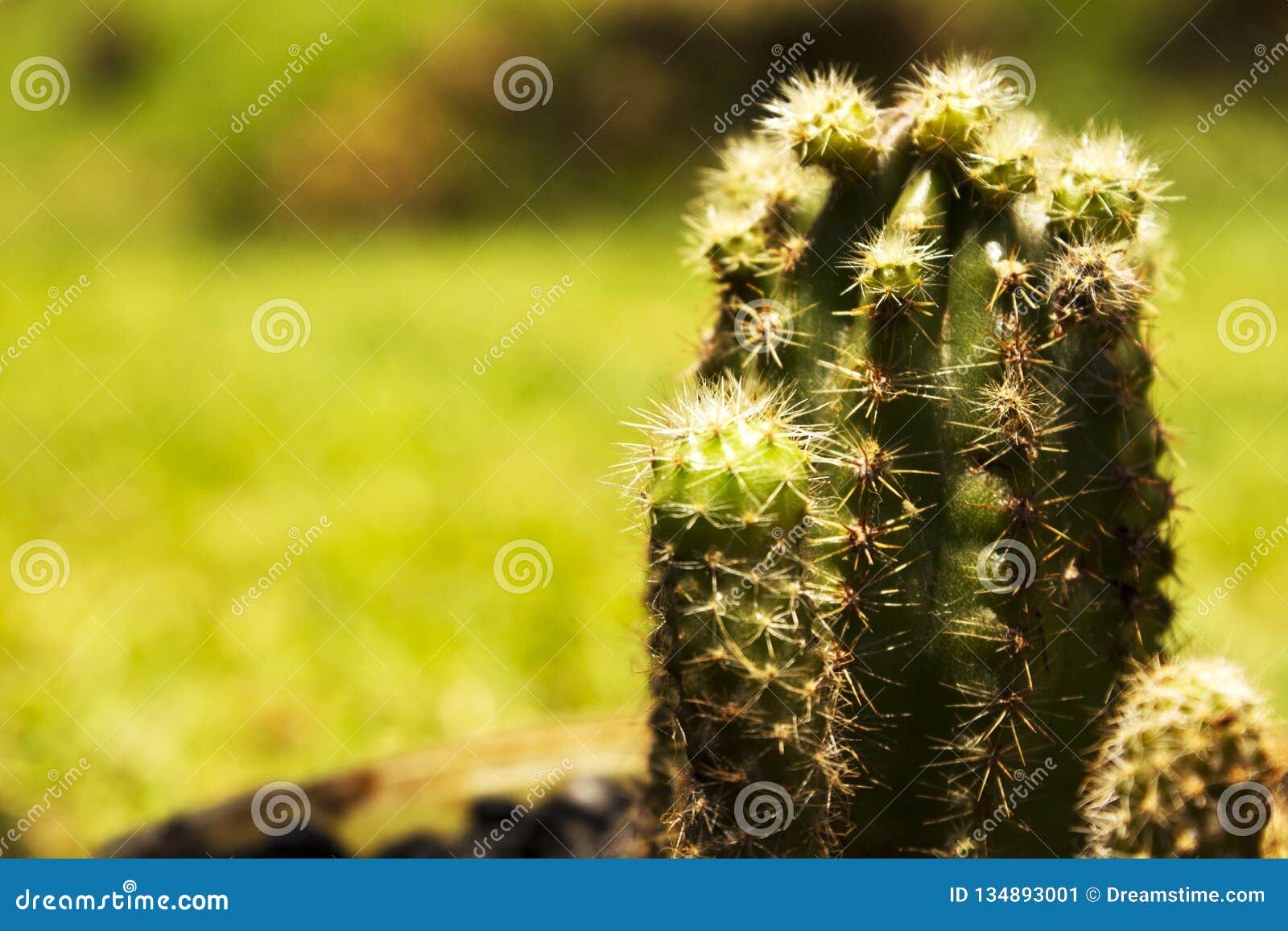 Cactus in the sun stock image. Image of cactus, thorns - 134893001