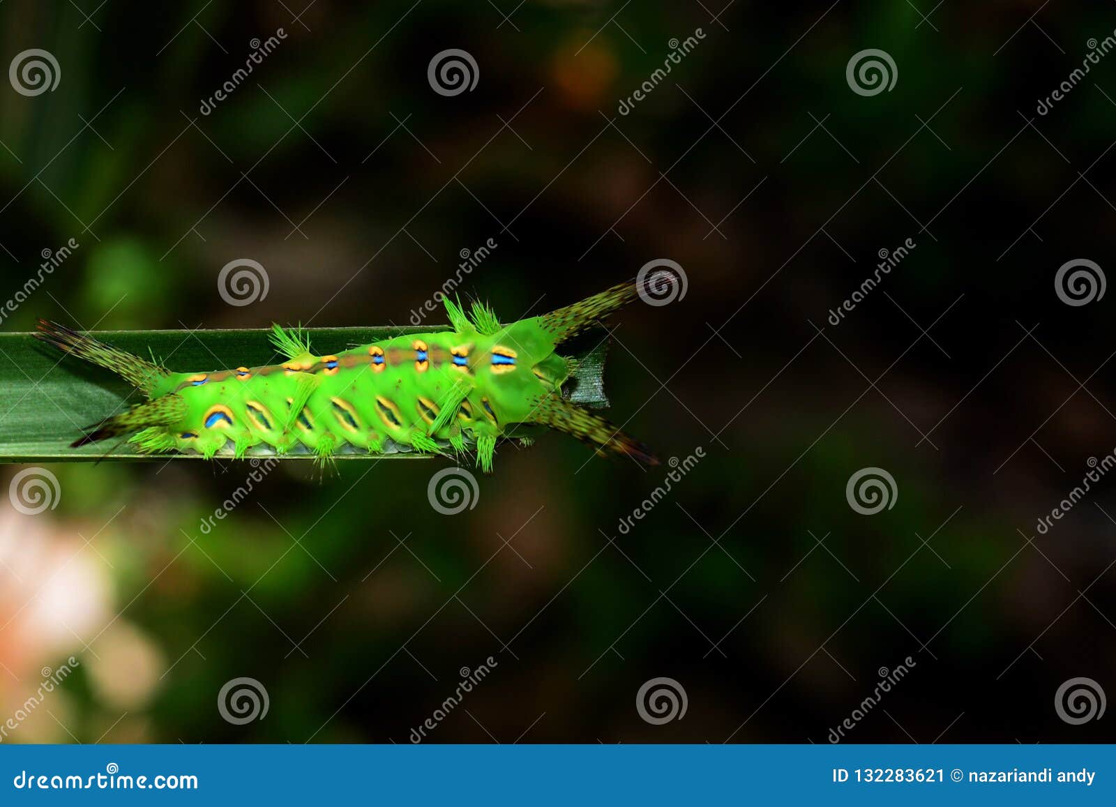 Caterpillar stock image. Image of devil, caterpillar - 132283621