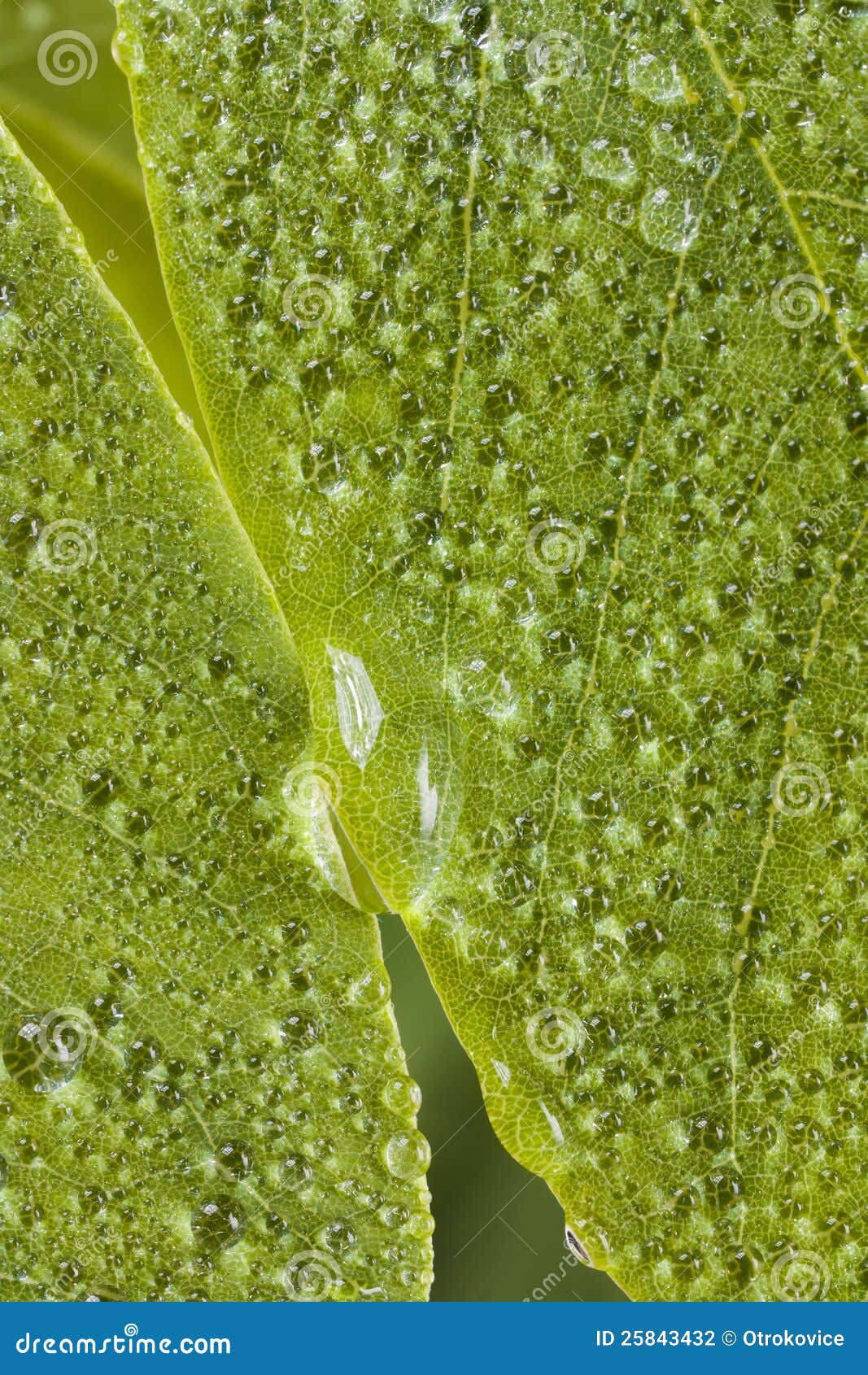 Green dew stock photo. Image of water, freshness, texture - 25843432