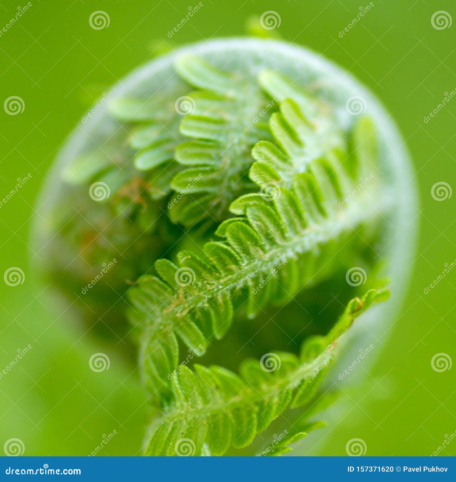 Green dewdrop stock photo. Image of dewdrop, glitter - 157371620
