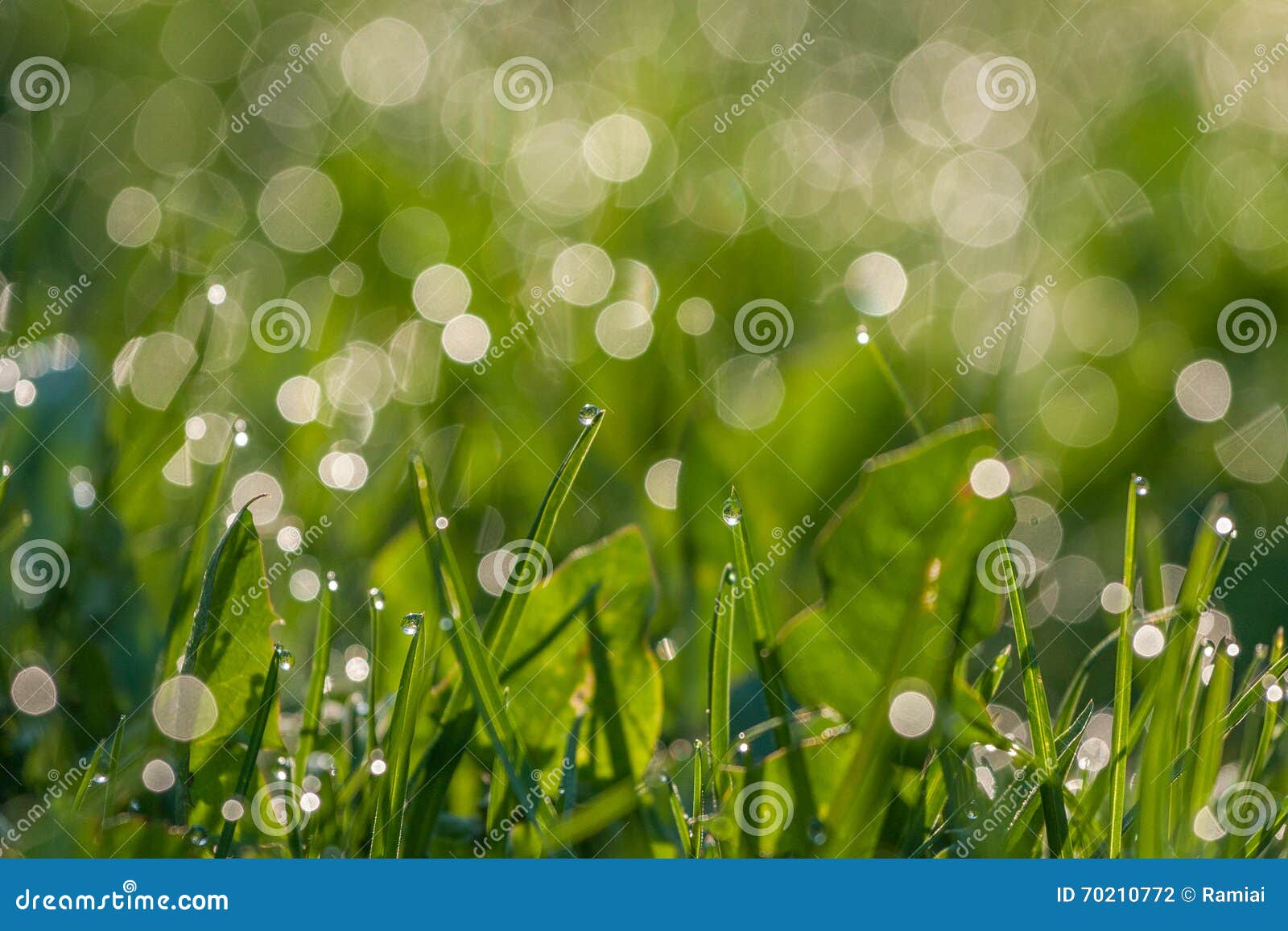 Green dewy grass. stock photo. Image of climate, grass - 70210772