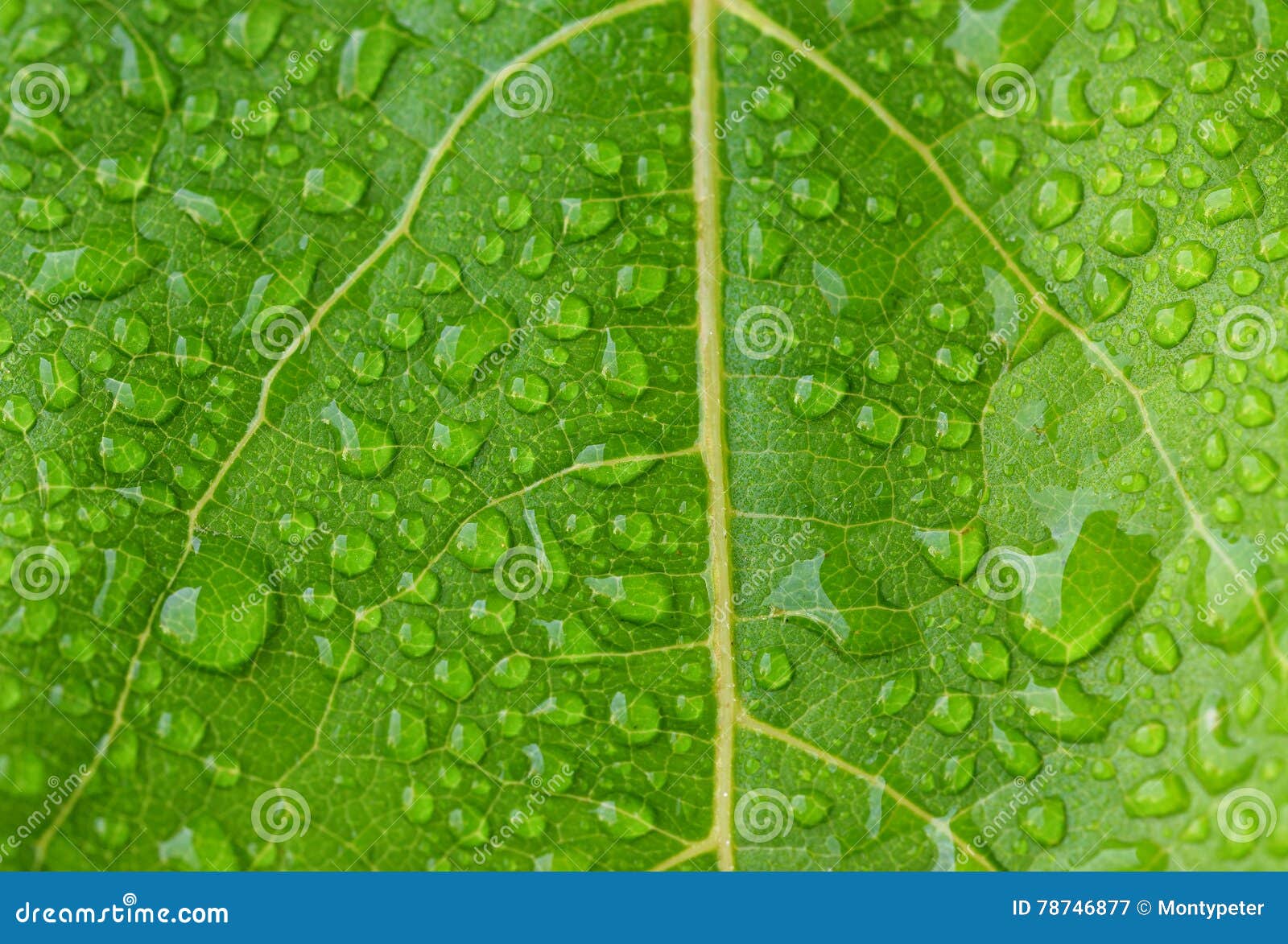 Green Dewy Leaf. Beautiful Green Fresh Natural Background. Stock Image ...